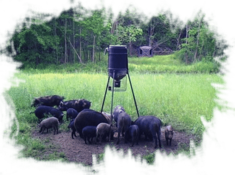 Oklahoma Hog Hunts - Hunting Hogs in Oklahoma - Hunt Feral Hogs